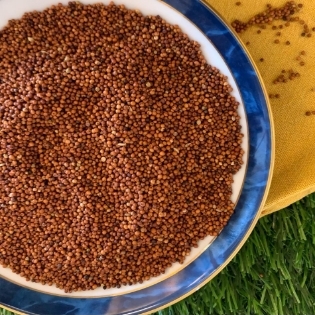 Finger Millets Finger Millet Grain Seeds